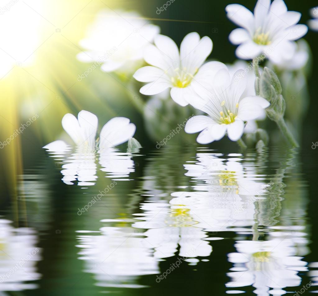 Latar belakang bunga putih — Foto Stok © klagyivik #19479177