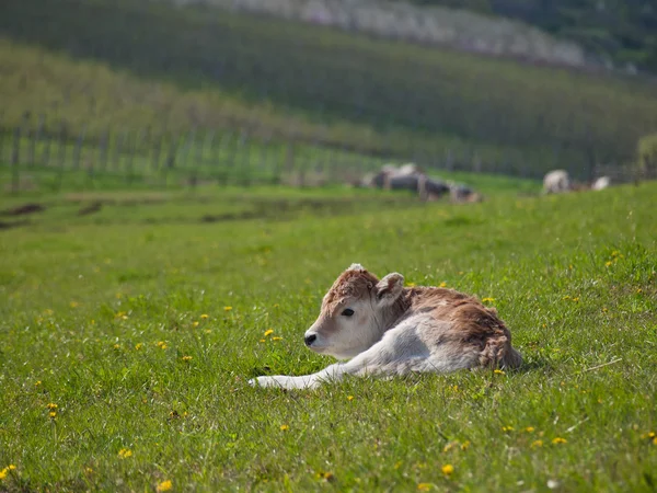 Calf background Stock Photo by ©klagyivik 25711989