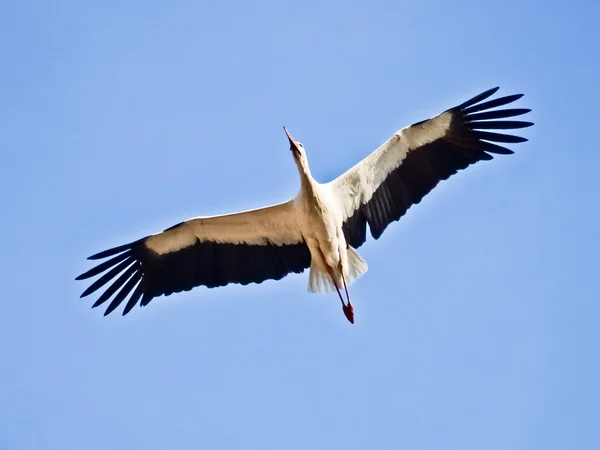 6,820 Flying stork Stock Photos | Free & Royalty-free Flying stork ...
