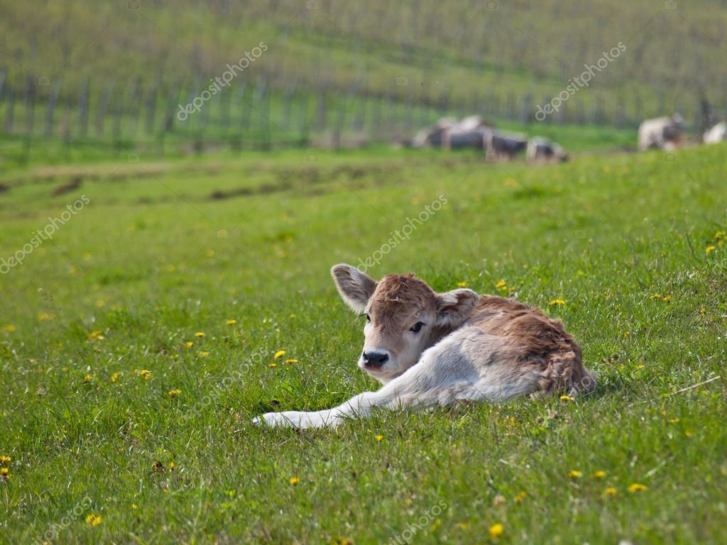 Calf background Stock Photo by ©klagyivik 25711989