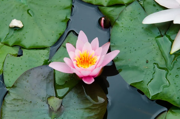 Lotus flower waterfall Stock Photos, Royalty Free Lotus flower ...