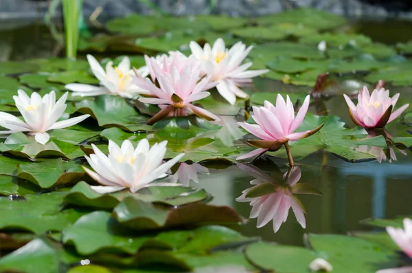 Lotus flower waterfall Stock Photos, Royalty Free Lotus flower ...