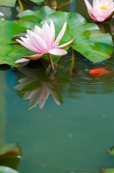 Lotus flower waterfall Stock Photos, Royalty Free Lotus flower ...