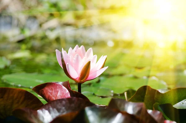 Lotus flower waterfall Stock Photos, Royalty Free Lotus flower ...