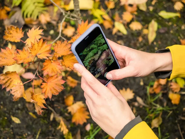 female hands holding smartphone and taking a snap of golden autumn ...