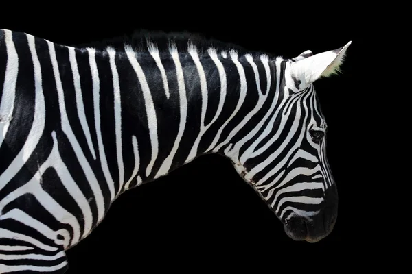 Zebra desenho Stock Photos, Royalty Free Zebra desenho Images ...
