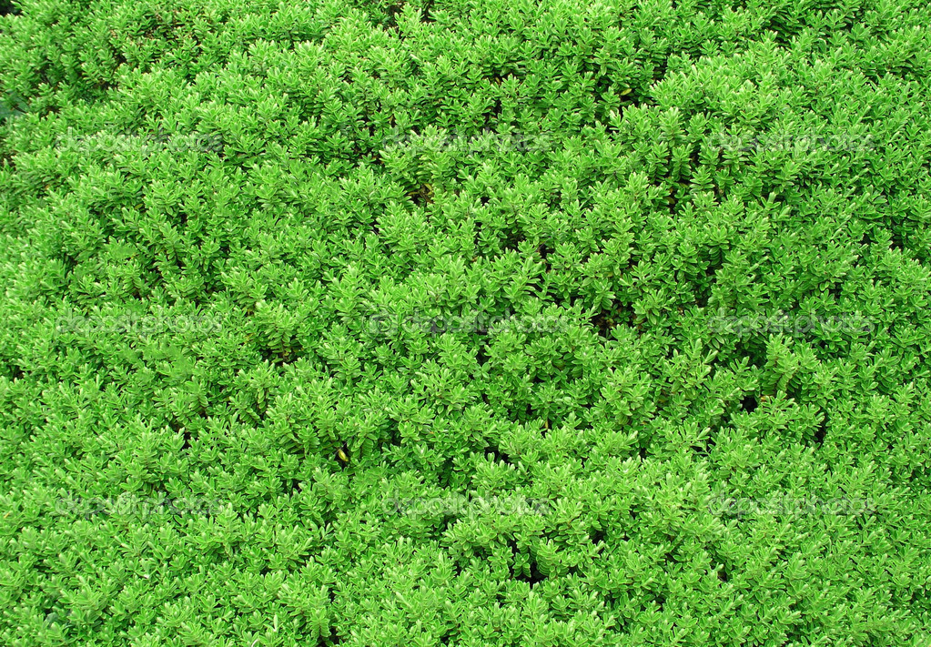 Bush close up texture Stock Photo by ©shutswis 12609836