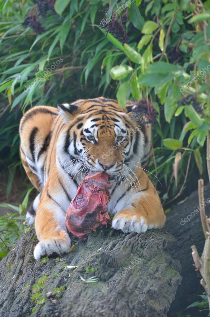 Tijger eten — Stockfoto © pauws99 #13582975