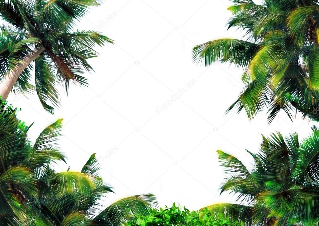 Palms background Stock Photo by ©ilterriorm 40215117