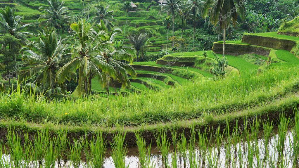 Green rice terraces filled with water. — Stock Photo © anna42f #44130499
