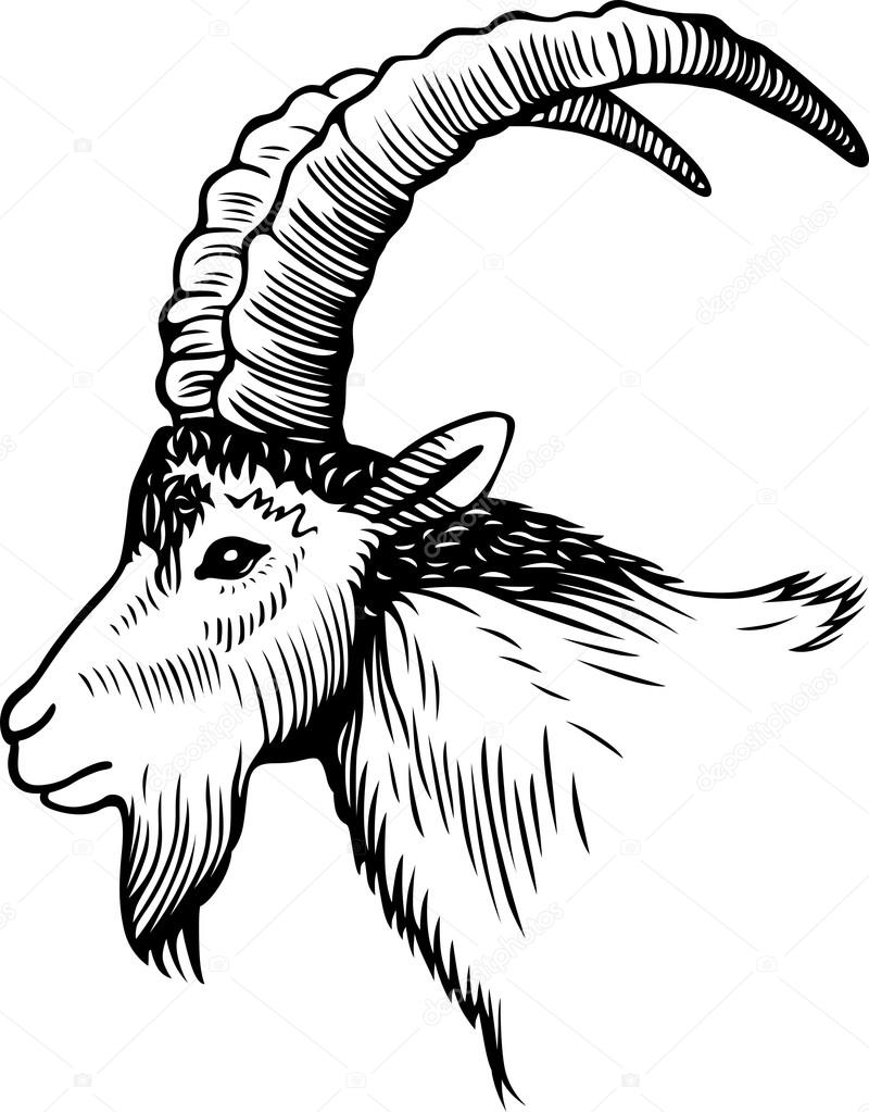 West Caucasian tur Stock Vector Image by ©Den.Barbulat #13587989