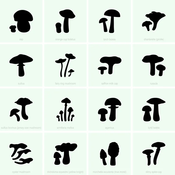 Jamur suillus Vector Art Stock Images | Depositphotos