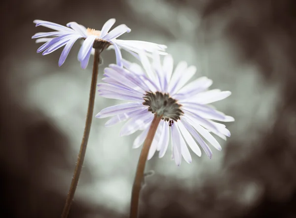 Two flowers Stock Photos, Royalty Free Two flowers Images | Depositphotos