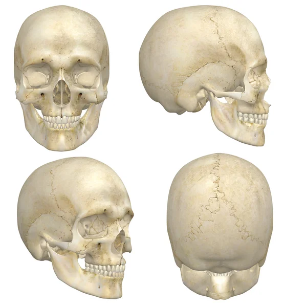 Skull bones Stock Photos, Royalty Free Skull bones Images | Depositphotos®