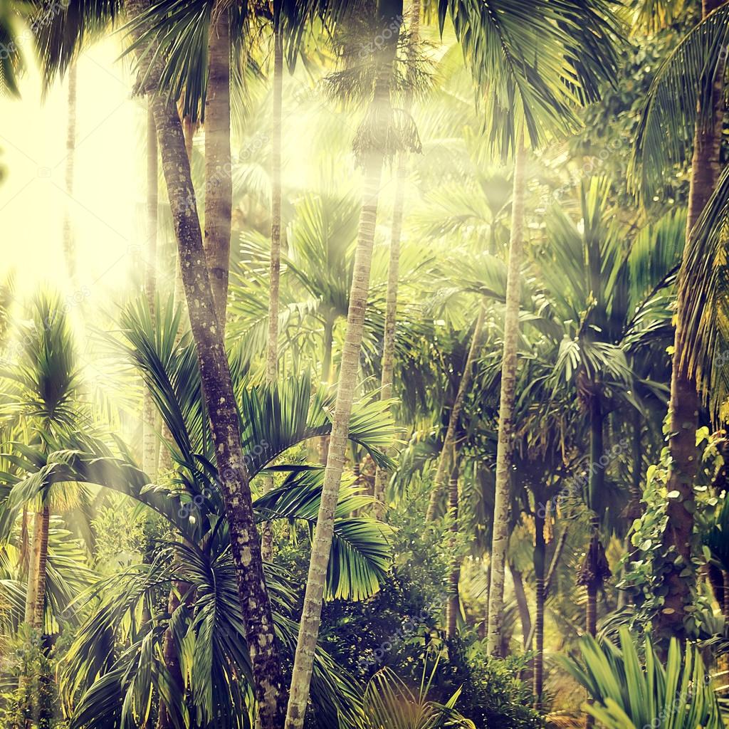 Real Jungle Background