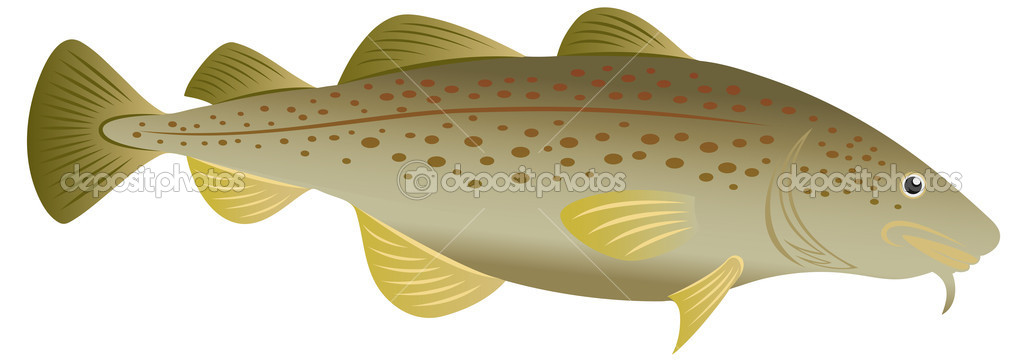 Cod fish Vector Art Stock Images | Depositphotos