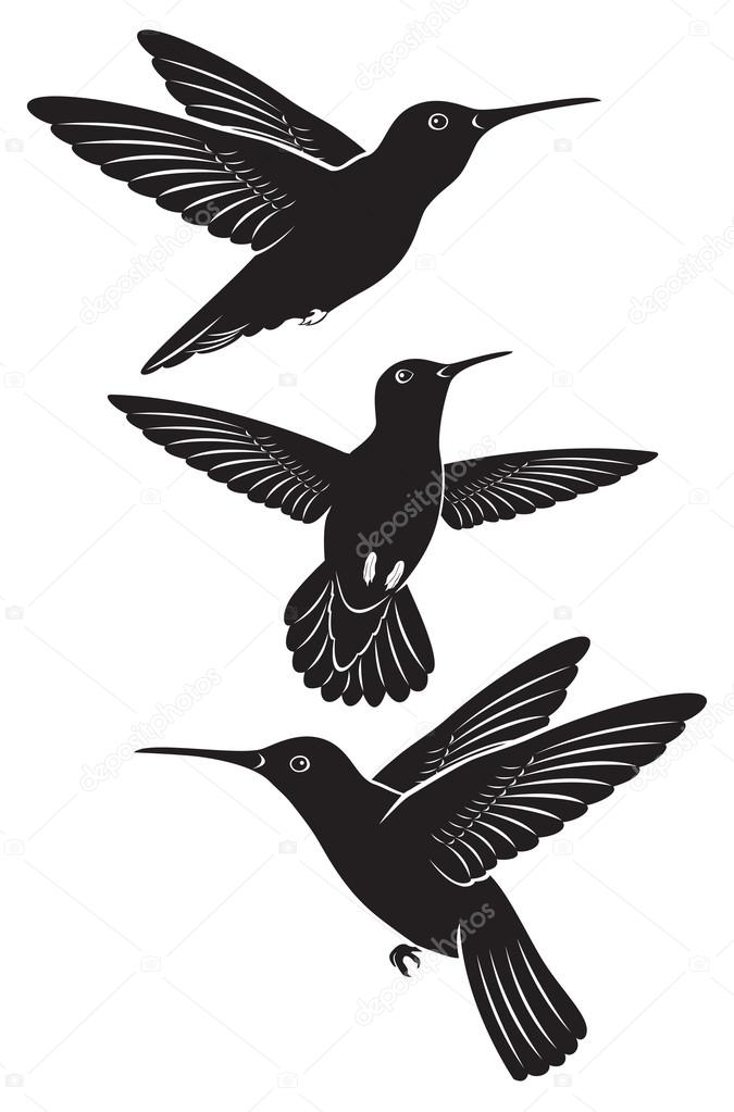 Colibri Stock Vector Image by ©kvasay #19047077