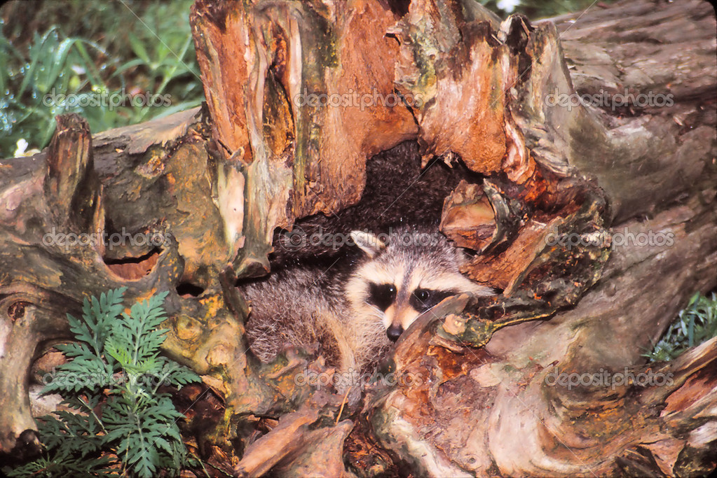 Raccoon in tree stump Stock Photo by ©huggy1 12827446