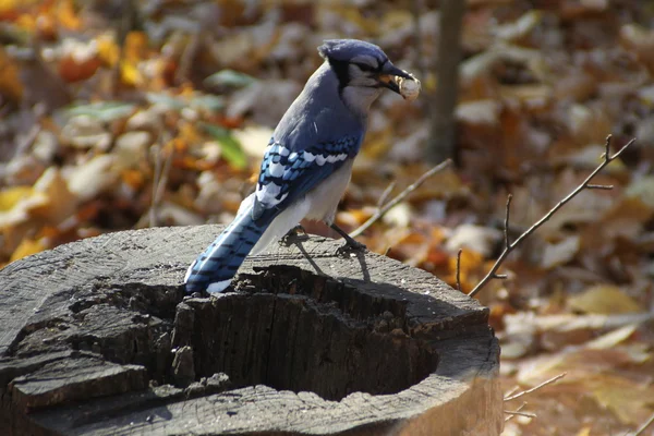 Blue jay family Stock Photos, Royalty Free Blue jay family Images ...