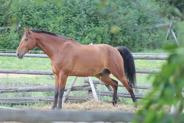 Horse-Urinating ⬇ Stock Photo, Image by © huggy1 #31109617