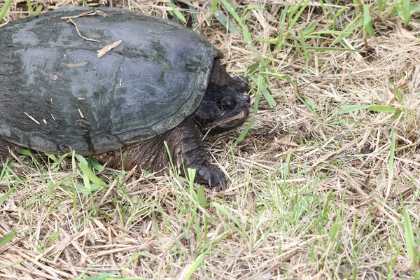 Snapping turtle Stock Photos, Royalty Free Snapping turtle Images ...
