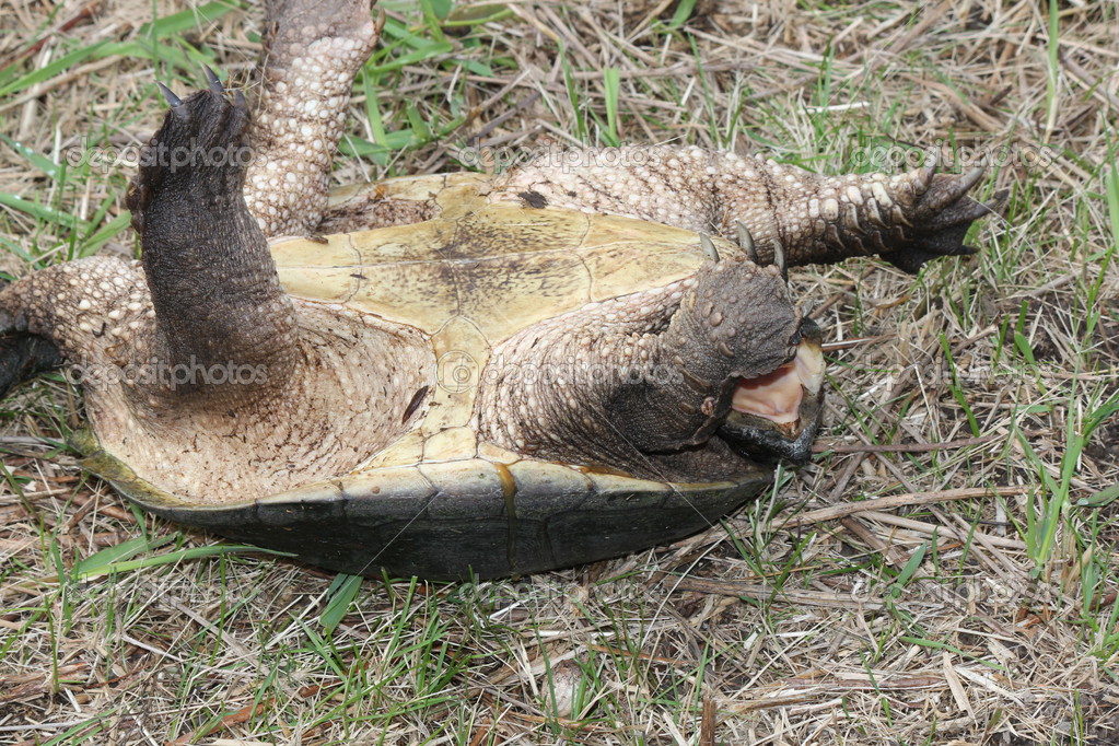 Snapping turtle, Common, on back-Chelydra serpentina — Stock Photo ...
