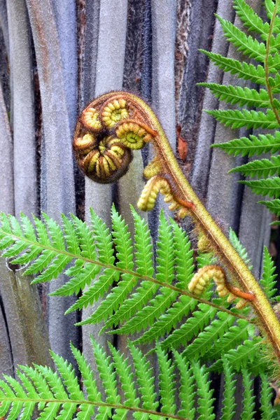 Koru fern Stock Photos, Royalty Free Koru fern Images | Depositphotos