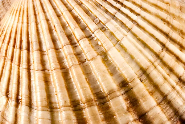 Raw scallop Stock Photos, Royalty Free Raw scallop Images | Depositphotos