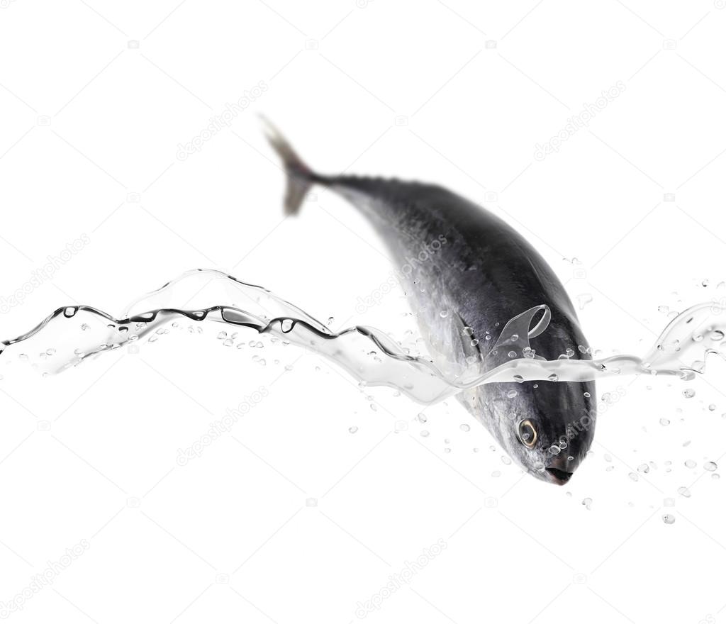 Tuna fish jumping in the water Stock Photo by ©viperagp 22563089