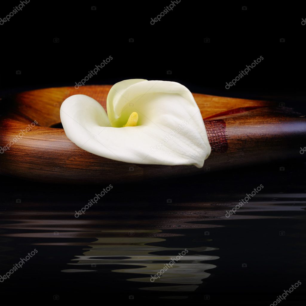 Beautiful white Calla lily reflected in water — Stock Photo © viperagp ...