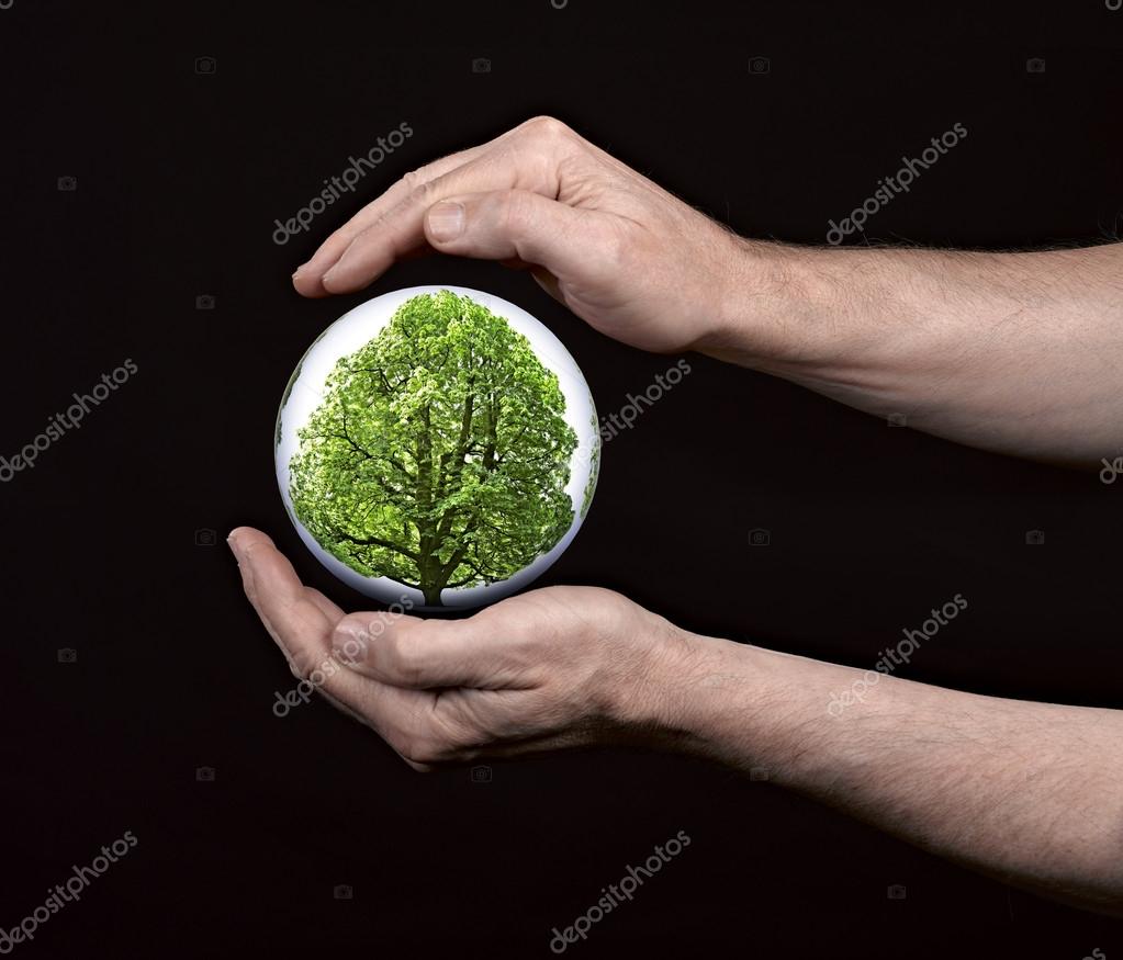 Human hands protecting tree Stock Photo by ©Bombaert 15514933