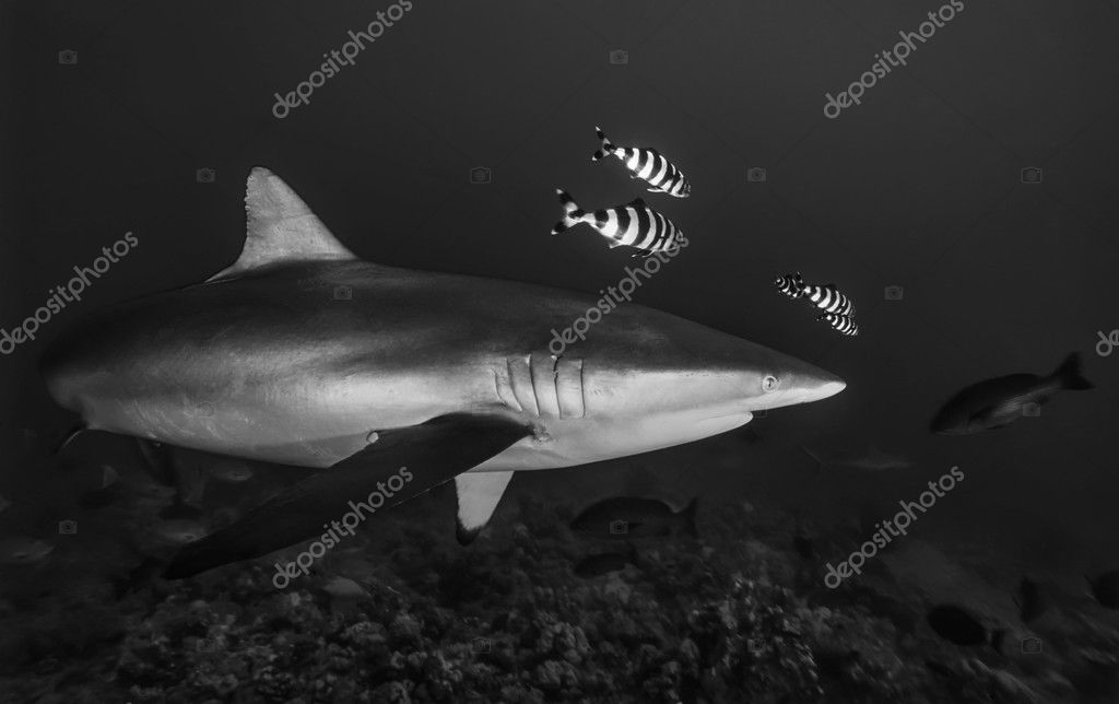 Silky shark (Carcharhinus falciformis) — Stock Photo © agiampiccolo ...