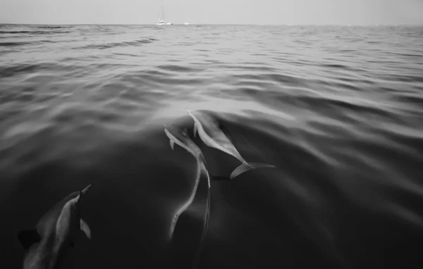 Hilton head dolphins Stock Photos, Royalty Free Hilton head dolphins Images | Depositphotos