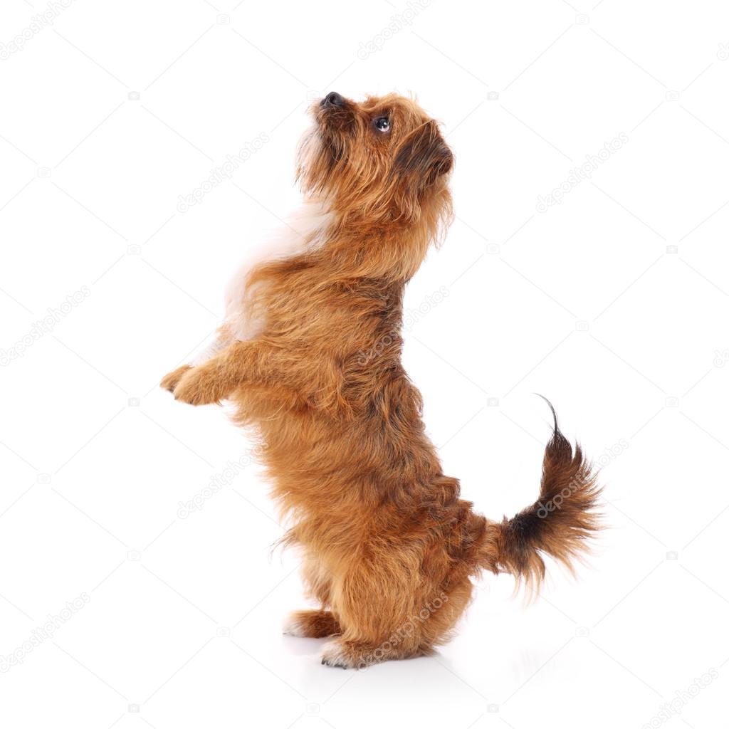 Terrier doing tricks — Stock Photo © macniak #46588625 Terrier doing tricks — Stock Photo © macniak #46588625
