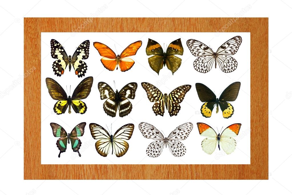 Butterflies in the frame Stock Photo by ©wonderisland 13441323
