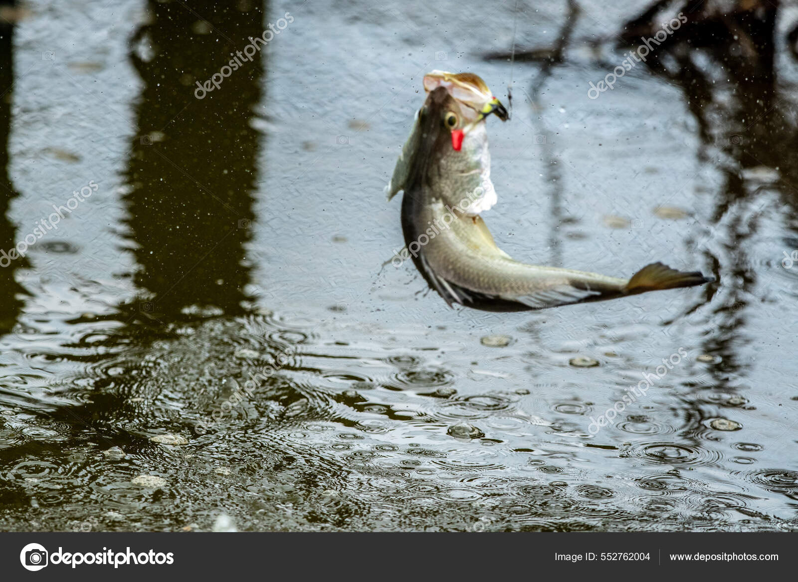 Surface Action Seabass Wheb Hit Bait Fishing Tournament Stock Photo by ...