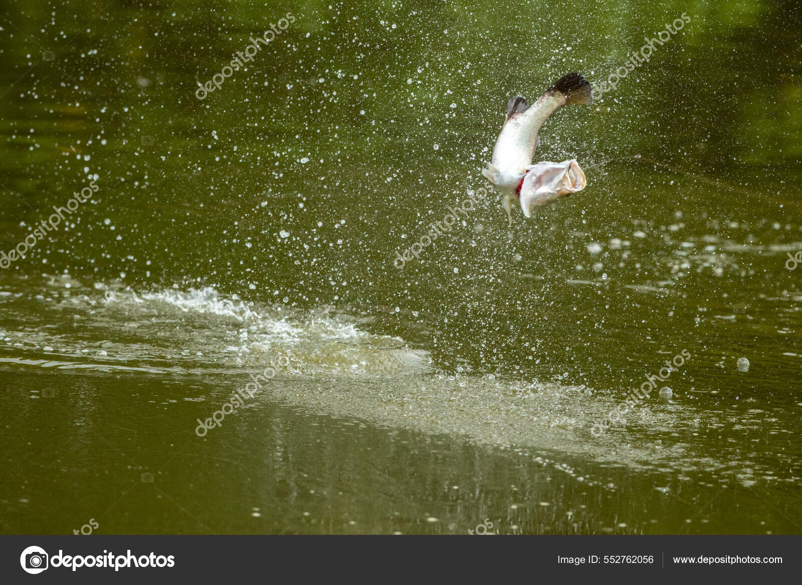 Surface Action Seabass Wheb Hit Bait Fishing Tournament Stock Photo by ...