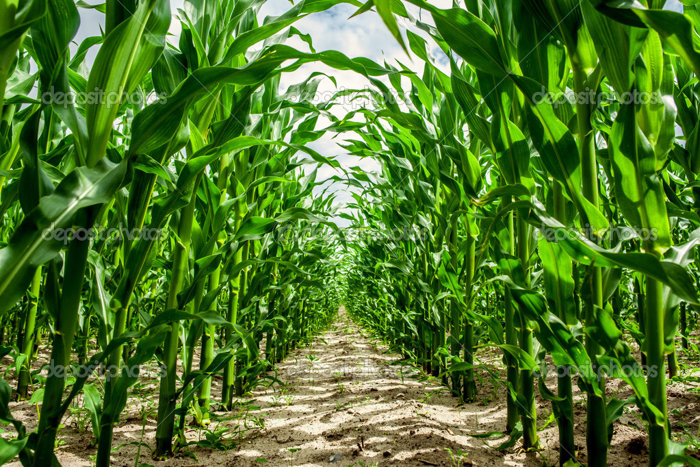 Rows Of Corn Crops