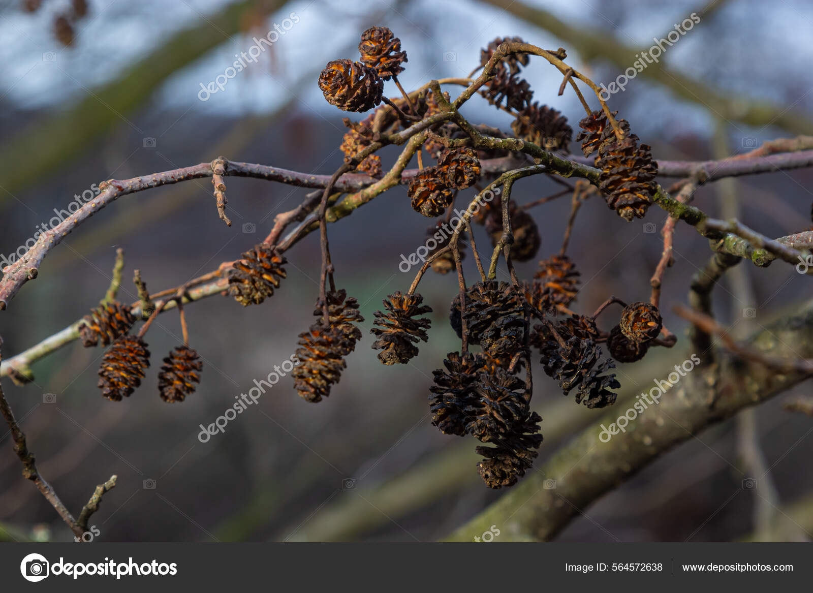 European alder, Alnus glutinosa, tree, close-up of cones and catkins in ...