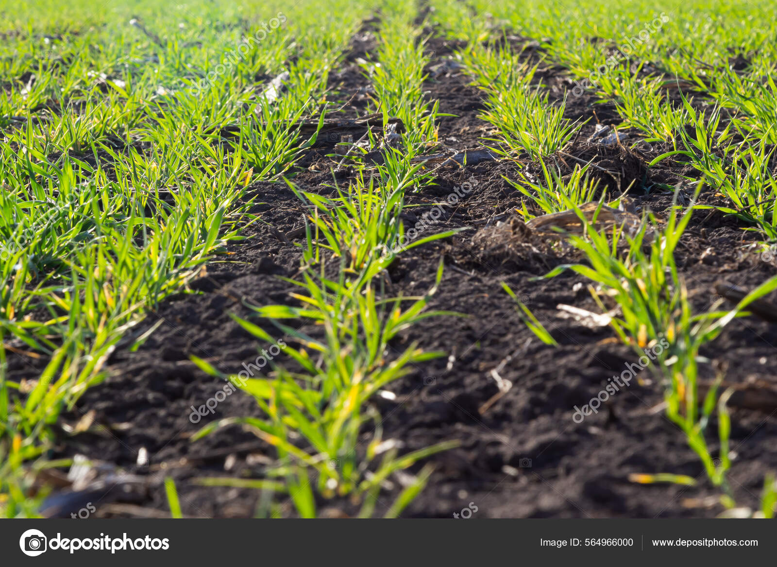 Young Wheat Seedlings Growing Soil Agriculture Agronomy Theme Organic ...