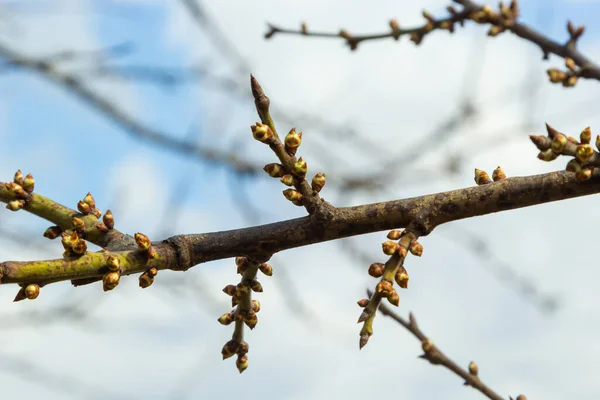 Signs of spring Stock Photos, Royalty Free Signs of spring Images ...