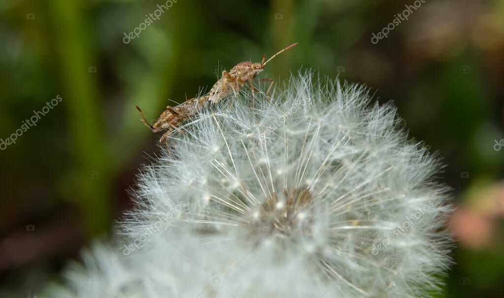 Insecto repollo, insecto escudo brassica, Eurydema oleracea, de la ...
