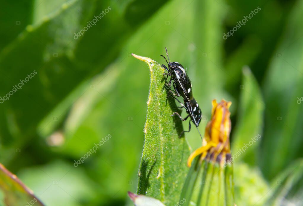 Insecto repollo, insecto escudo brassica, Eurydema oleracea, de la ...
