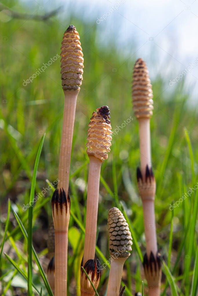 Equisetum arvense es una planta herbácea perenne de la familia ...