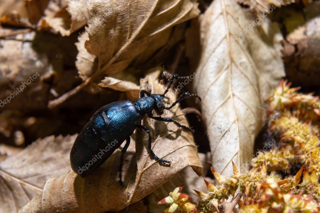 Meloe violaceus es una especie de cole ptero de la familia Meloidae ...