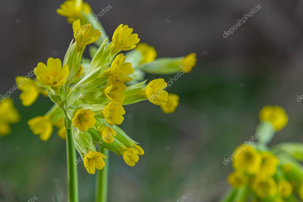 Primula veris, cowslip, cowslip común, cowslip primrose, syn. Primula ...