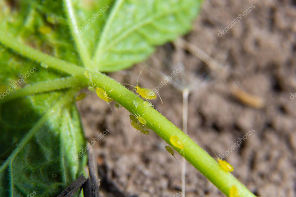 Rama de árbol frutal con hojas arrugadas afectadas por el pulgón negro ...