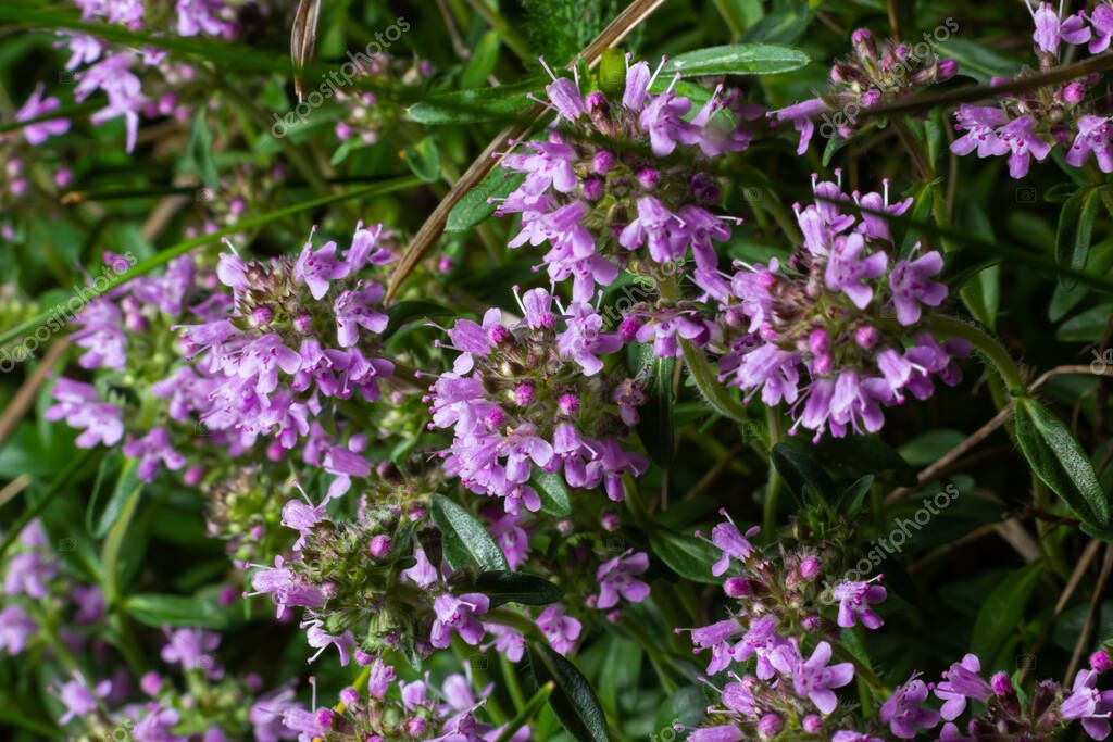 Floración fragante Thymus serpyllum, tomillo salvaje Breckland, tomillo ...