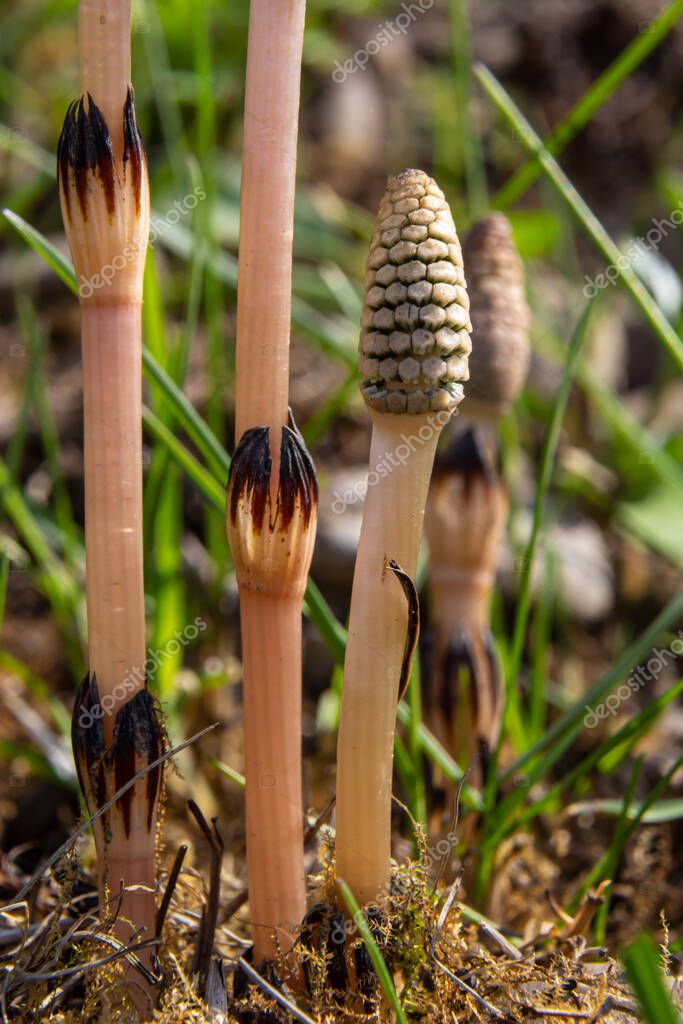 Equisetum arvense es una planta herbácea perenne de la familia ...