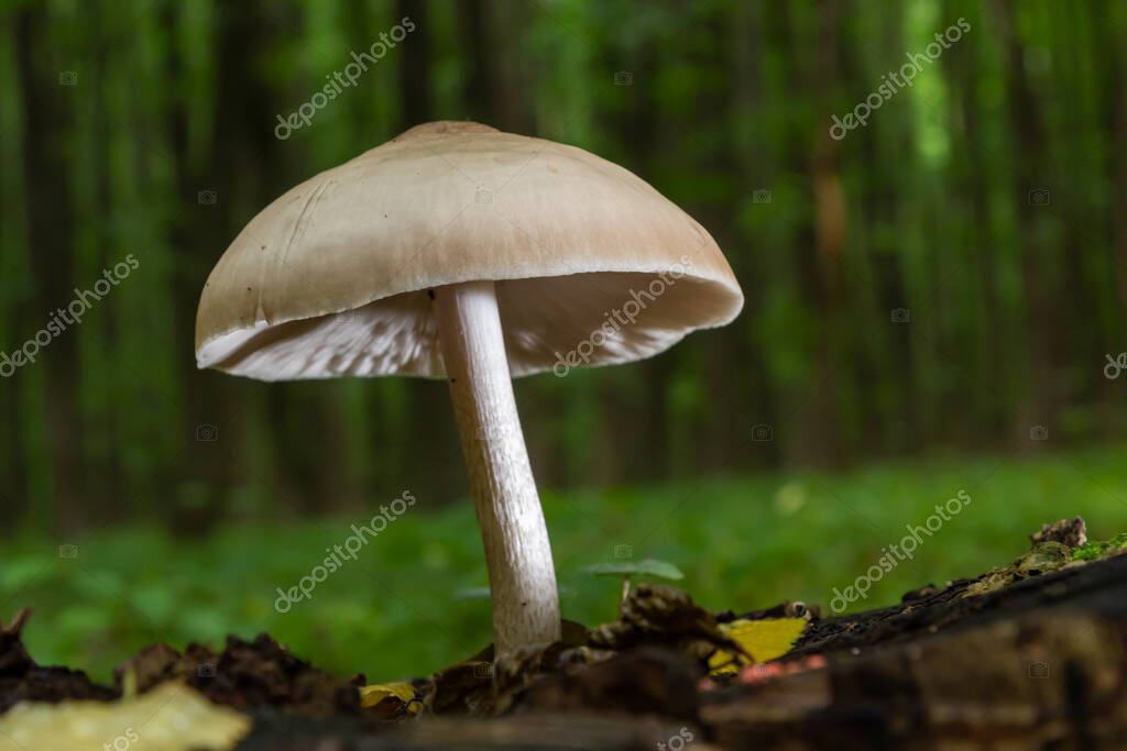 Volvariella gloiocephala también se conoce como hongo grande vaina ...